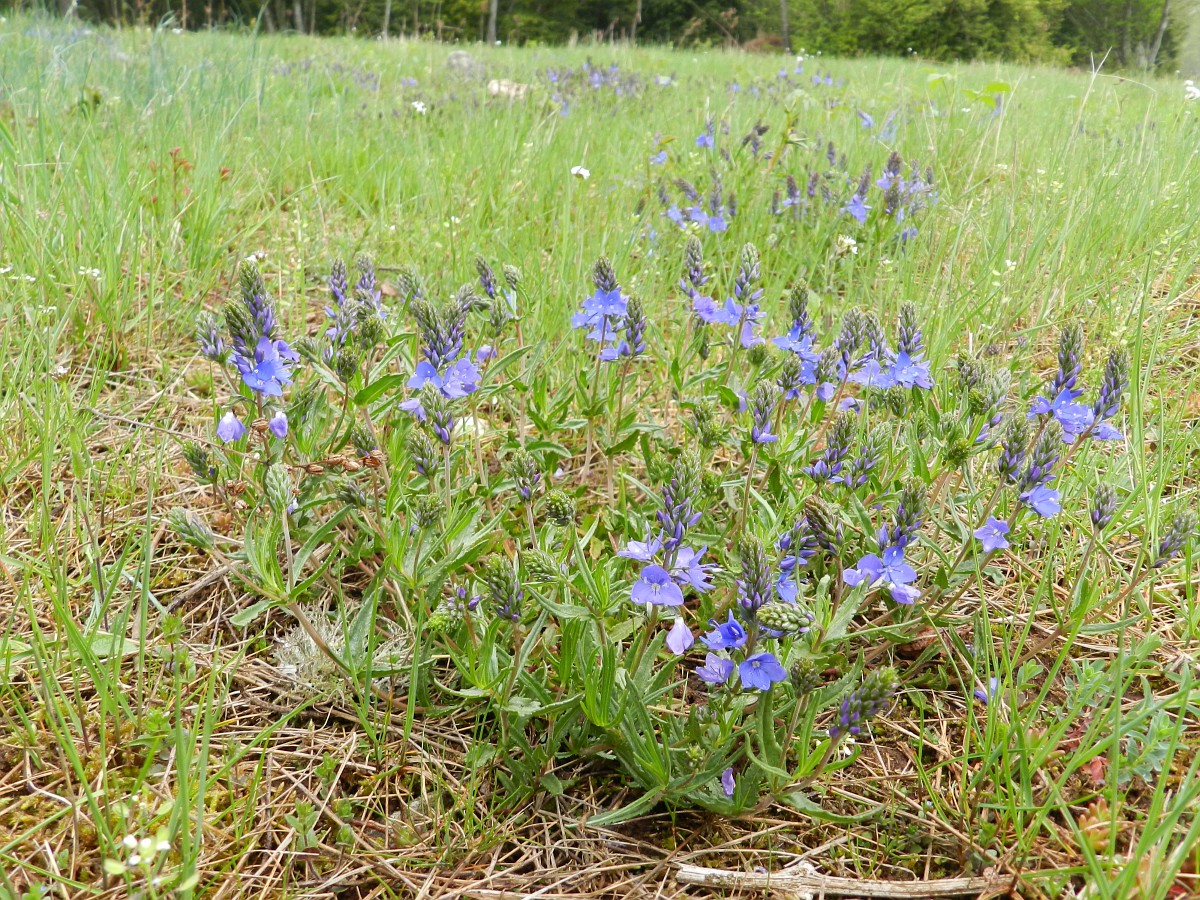 Veronica prostrata, Prostrate Speedwell
